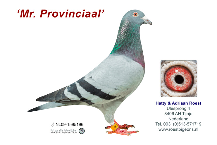 Hatty en Adriaan Roest Pigeons